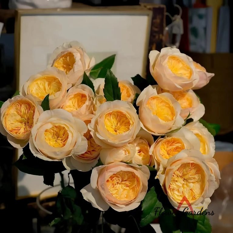 Juliet Rose Plant AUSjameson Rose 3 Gallon Cut Roses