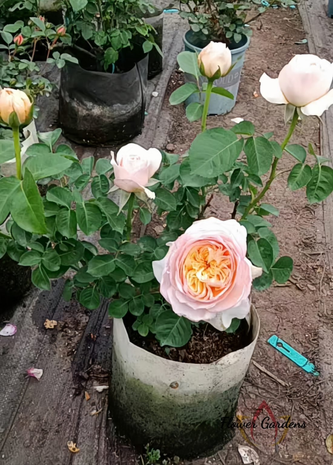 Juliet Rose Plant AUSjameson Rose 3 Gallon Cut Roses