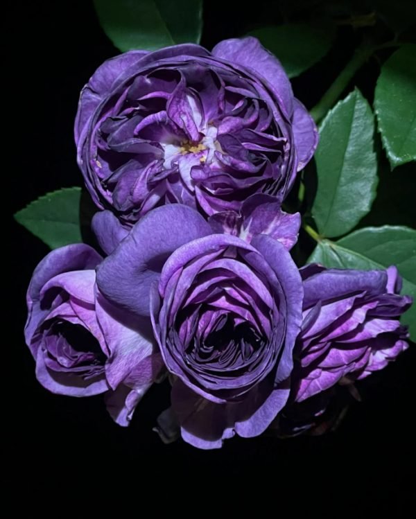 Rinaldo Rose Plant Floribunda Roses