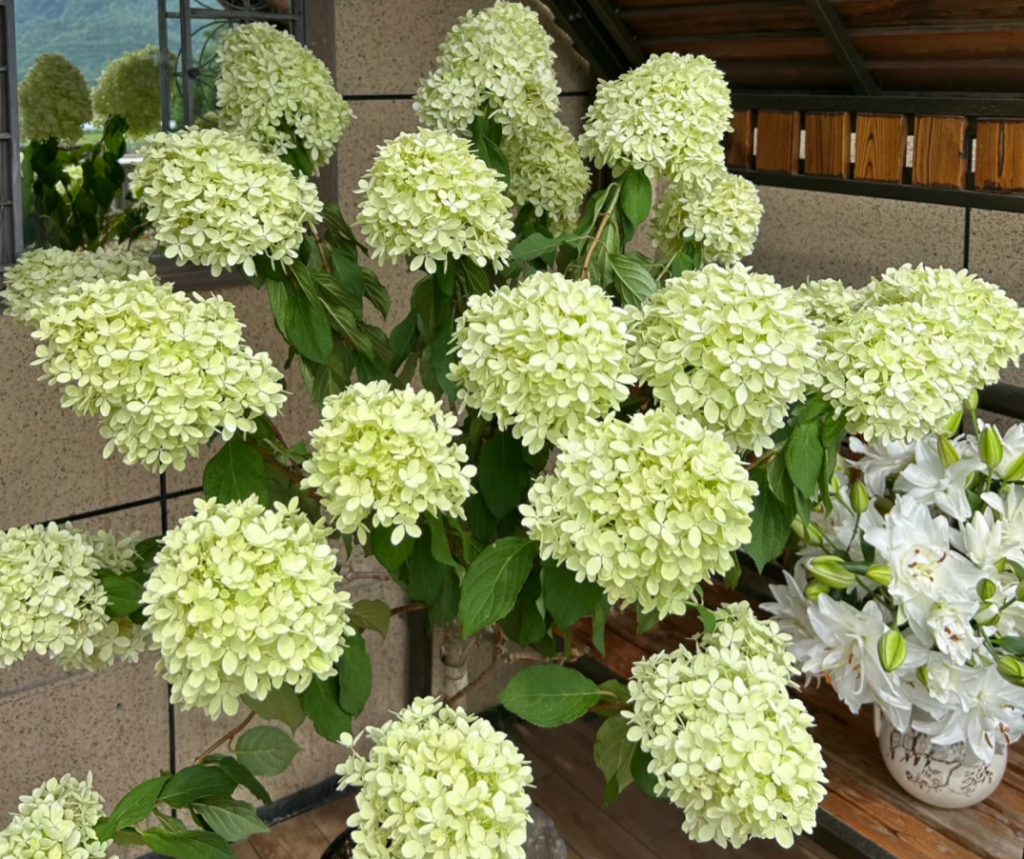 Summer Beaty Panicle Hydrangea 2 Gallon