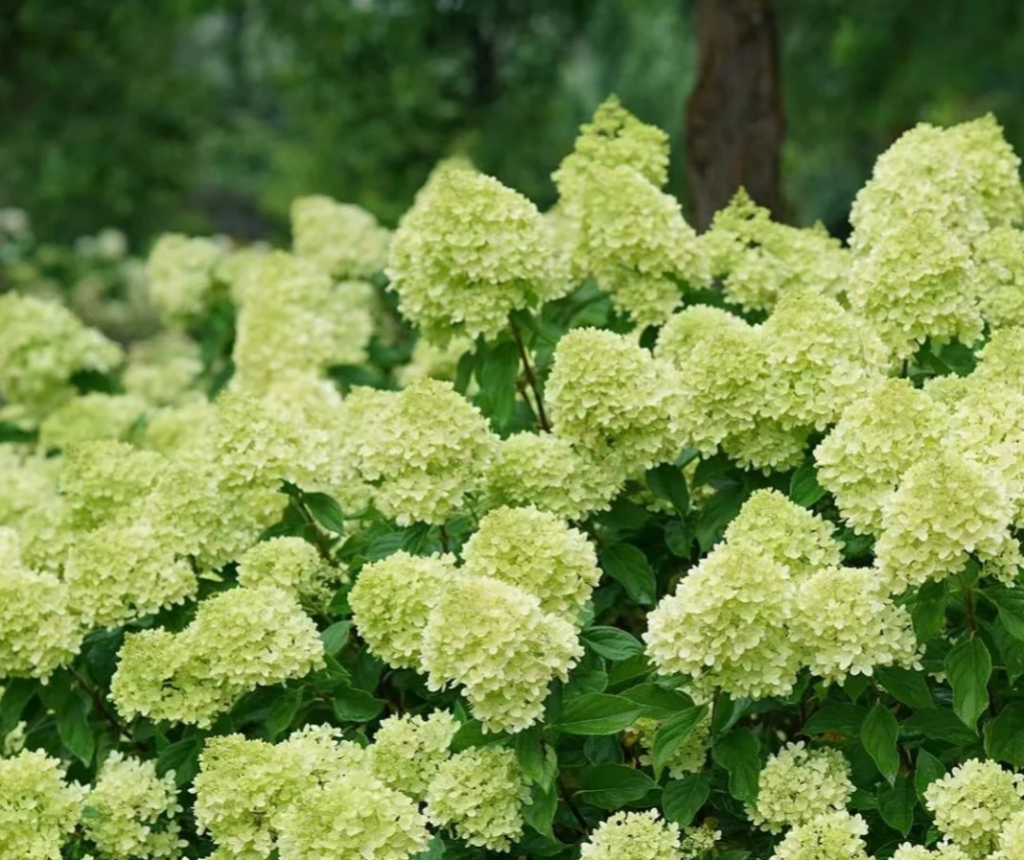 Vibrant Lime Panicle Hydrangea 2 Gallon