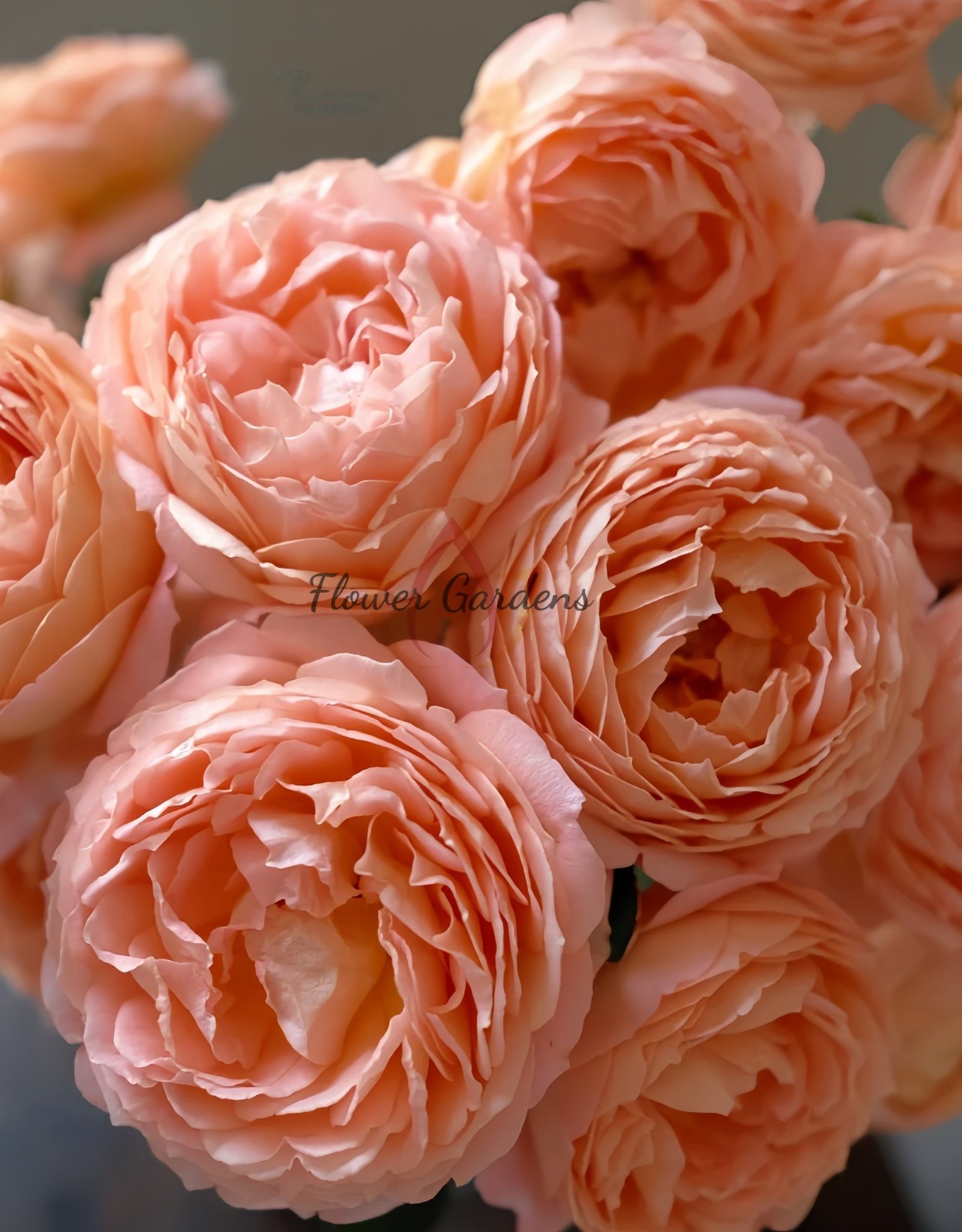 Henry Delbard Rose Plant