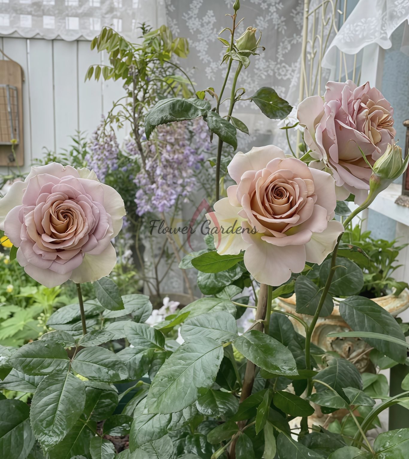 Amnésia Rose Nirpul Rose Plant