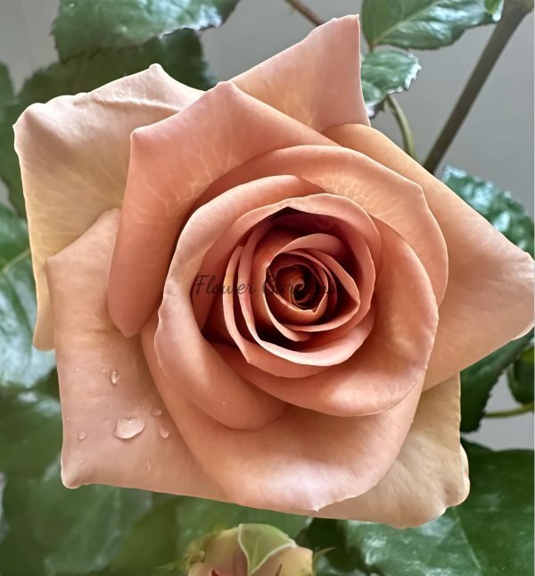 Amnésia Rose Nirpul Rose Plant