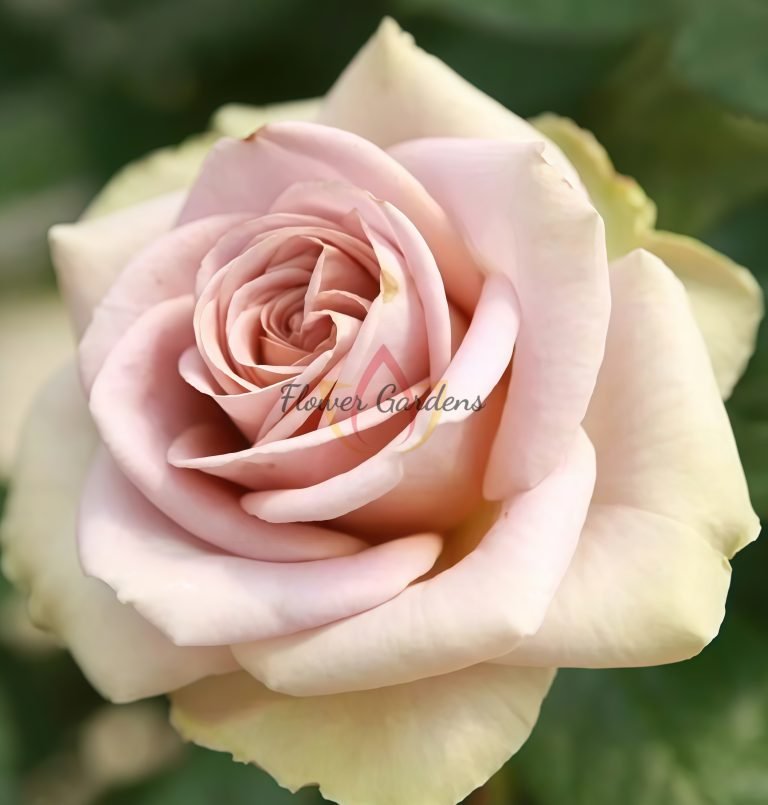 Amnésia Rose Nirpul Rose Plant