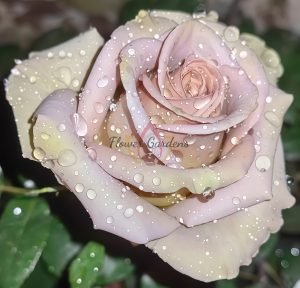 Amnésia Rose Nirpul Rose Plant