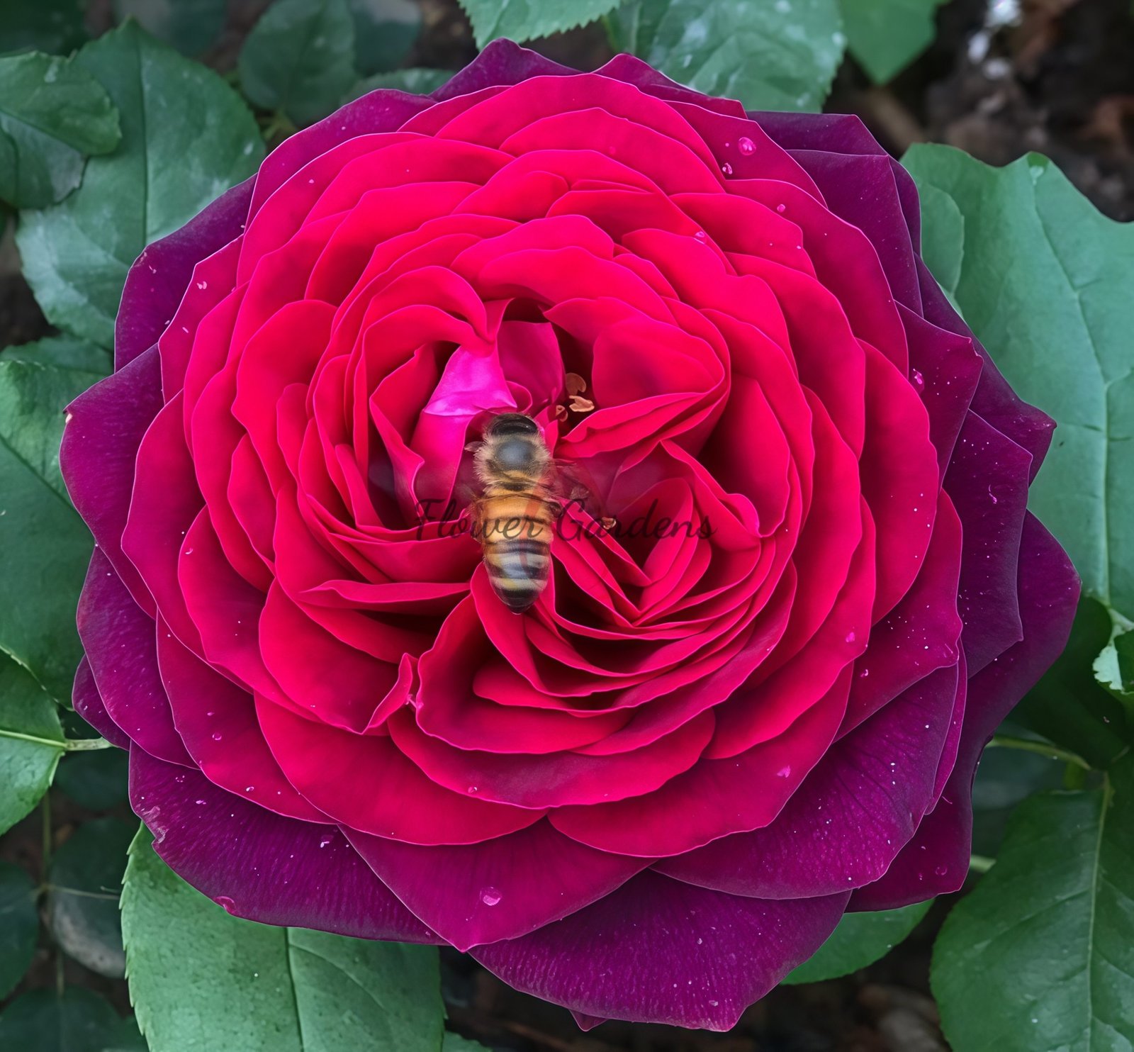 Black Caviar Rose Nuit de Chine Rose Plant