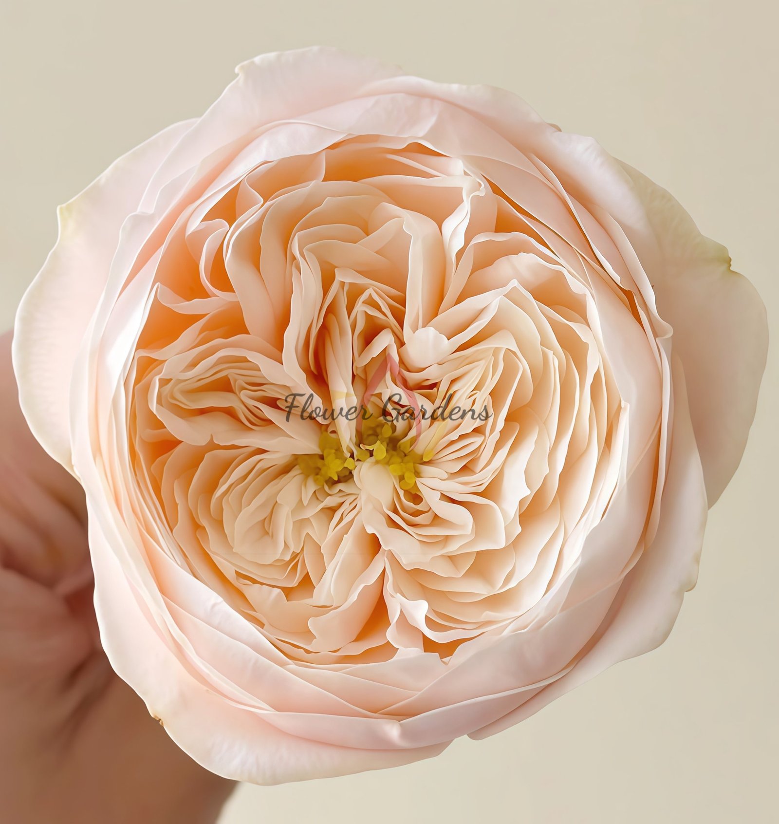 Darlington Rose Plant