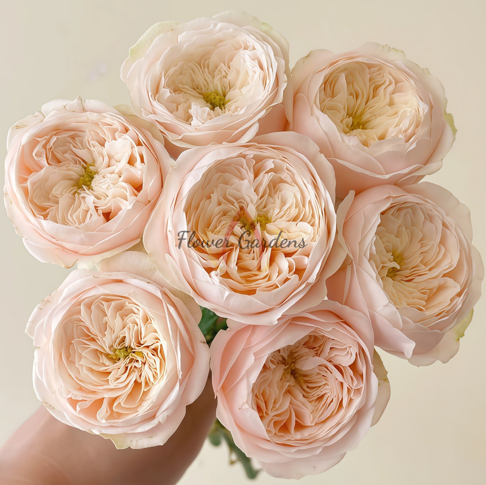 Darlington Rose Plant