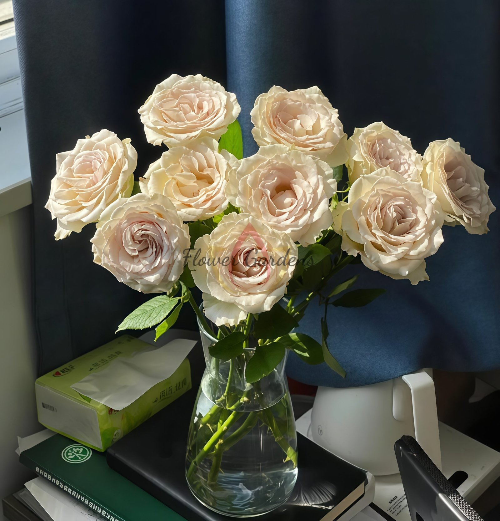 Early Grey Rose Plant