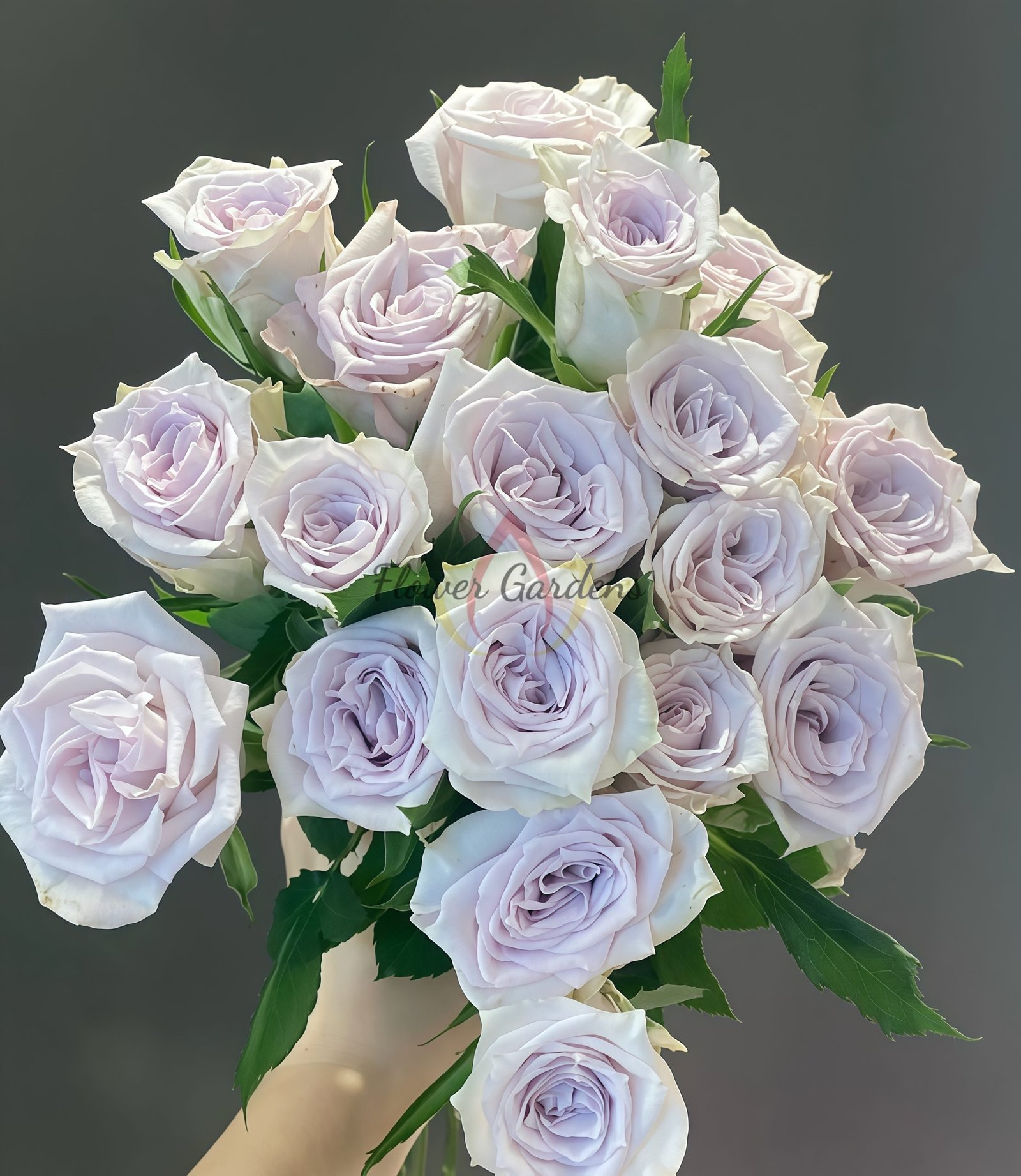 Early Grey Rose Plant