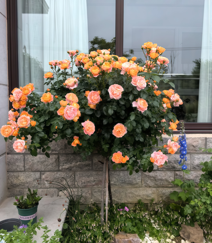 Juicy Terrazza Tree Rose 33 inch Rose Tree