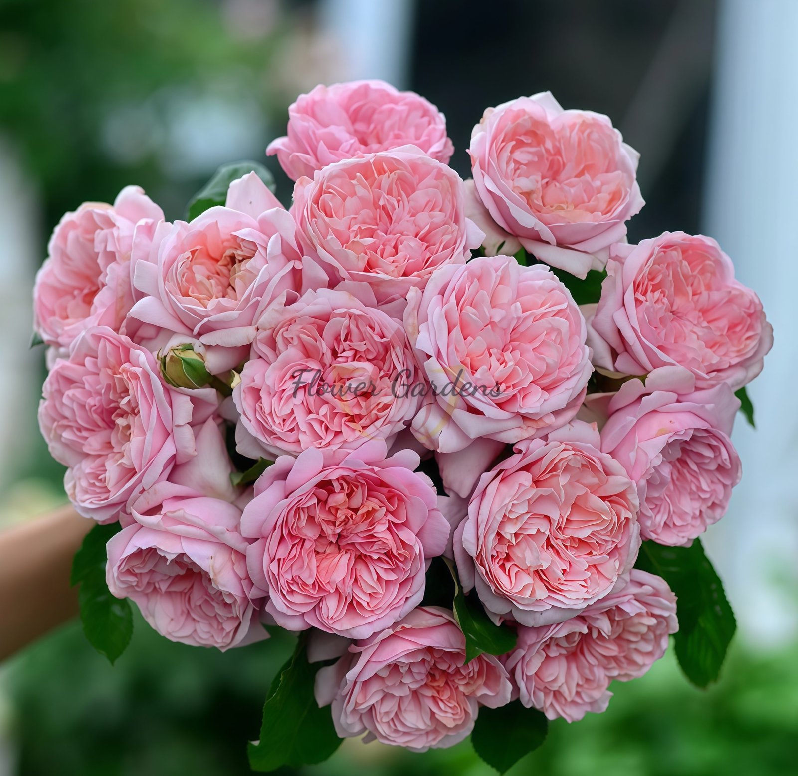 Mauritia Rose Plant - Flower Gardens