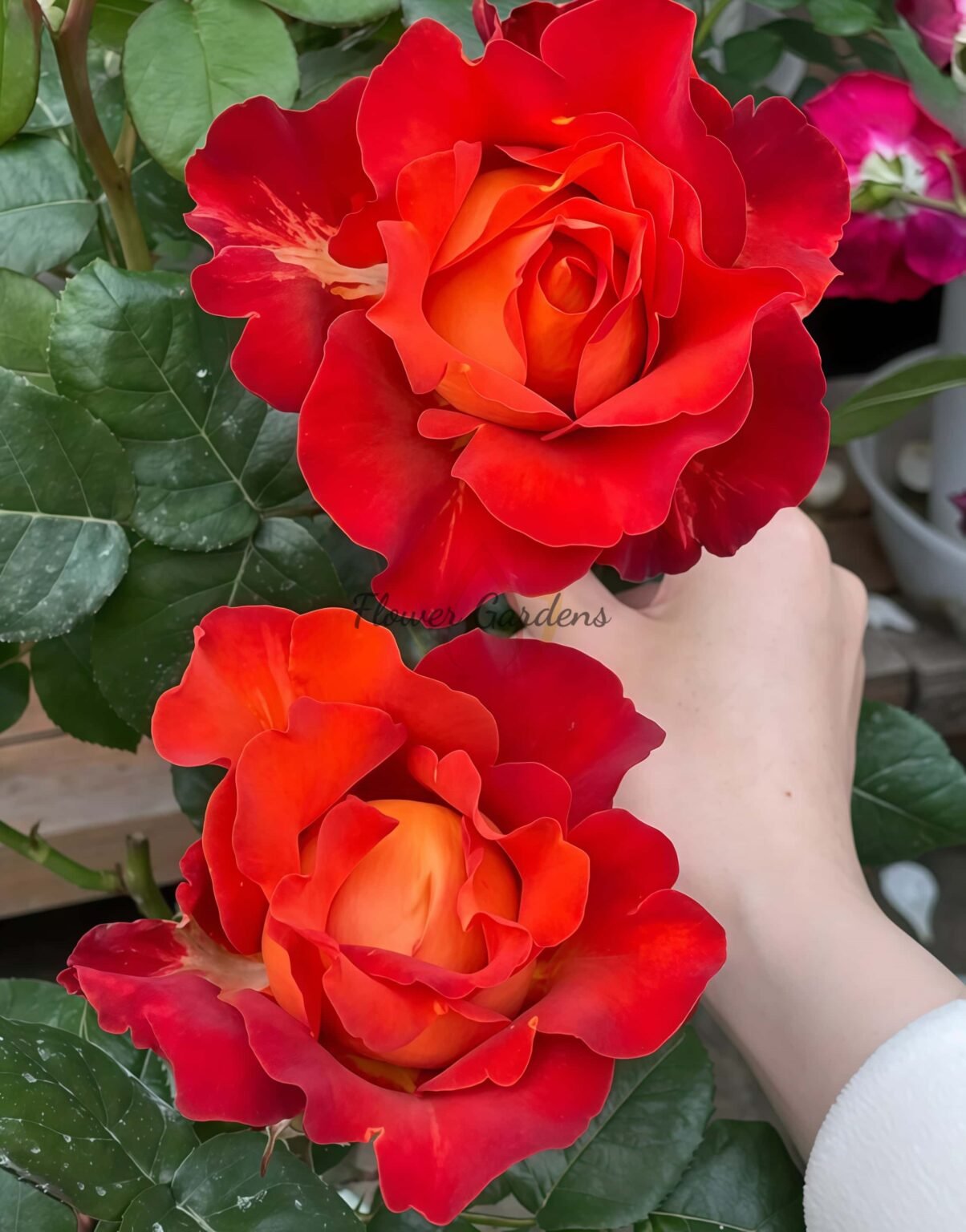 Coffee Break Rose Plant