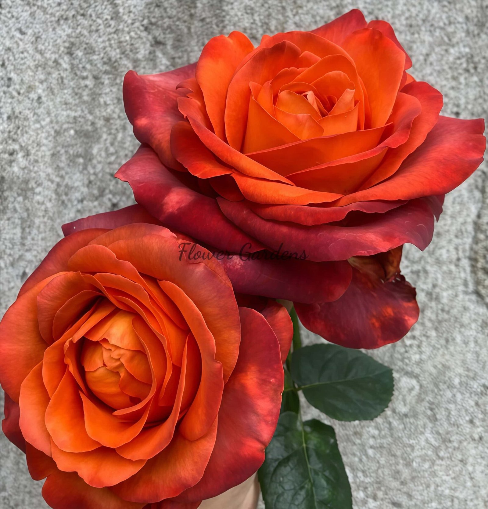 Coffee Break Rose Plant