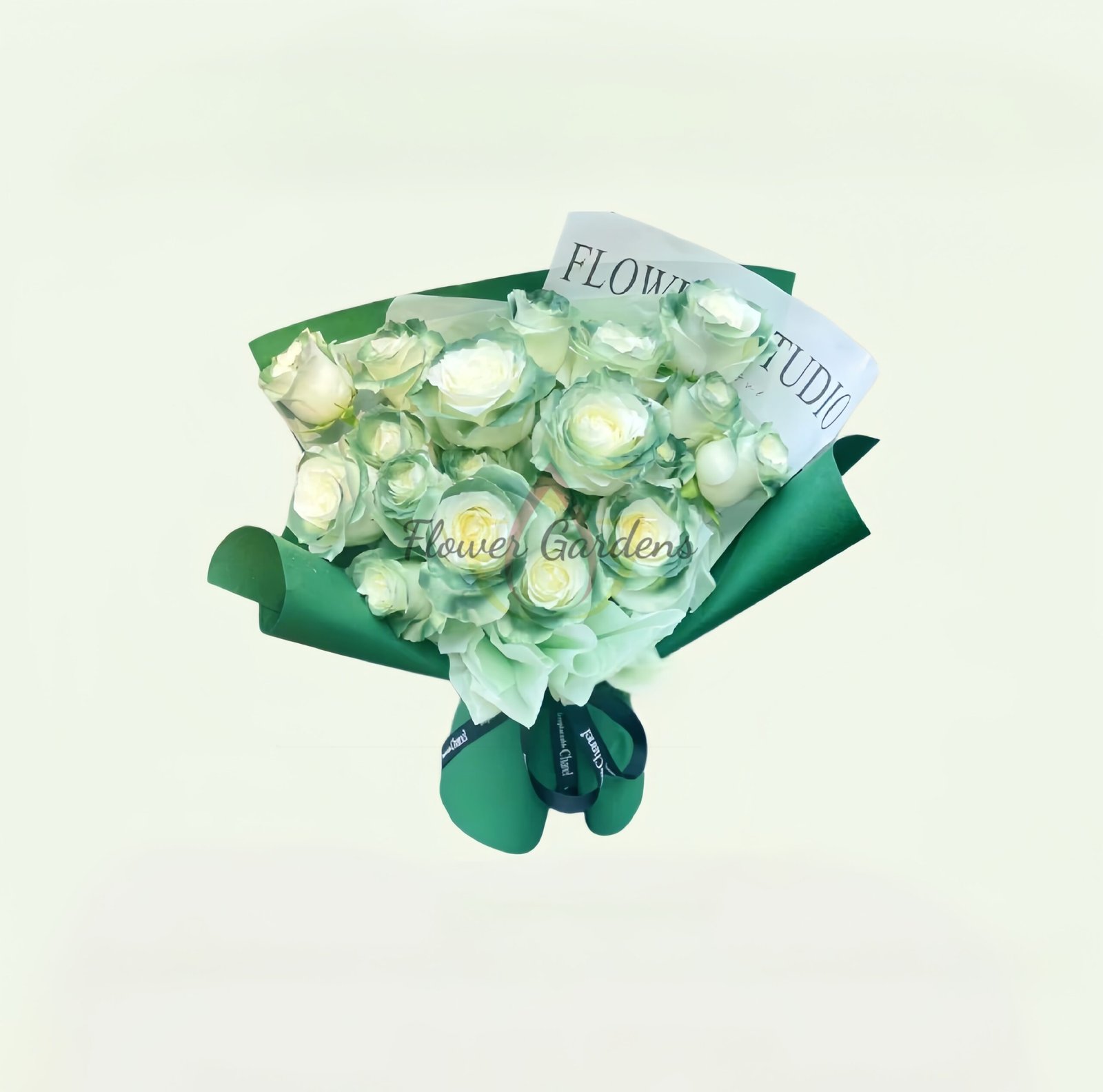 Scottish Green Rose Plant