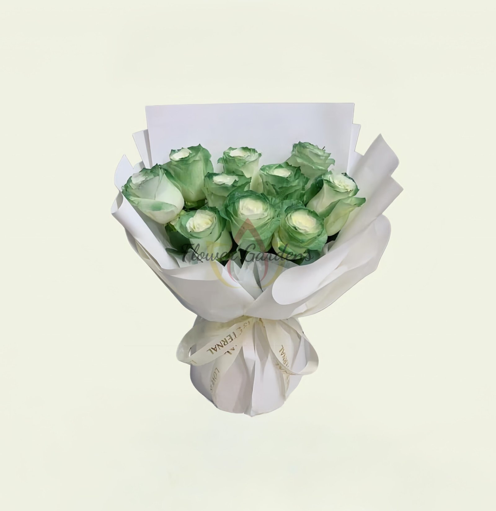 Scottish Green Rose Plant