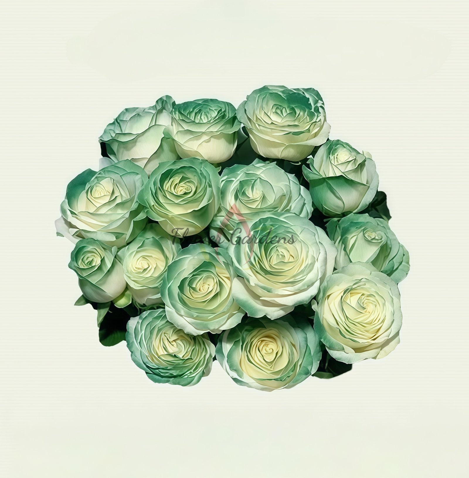 Scottish Green Rose Plant