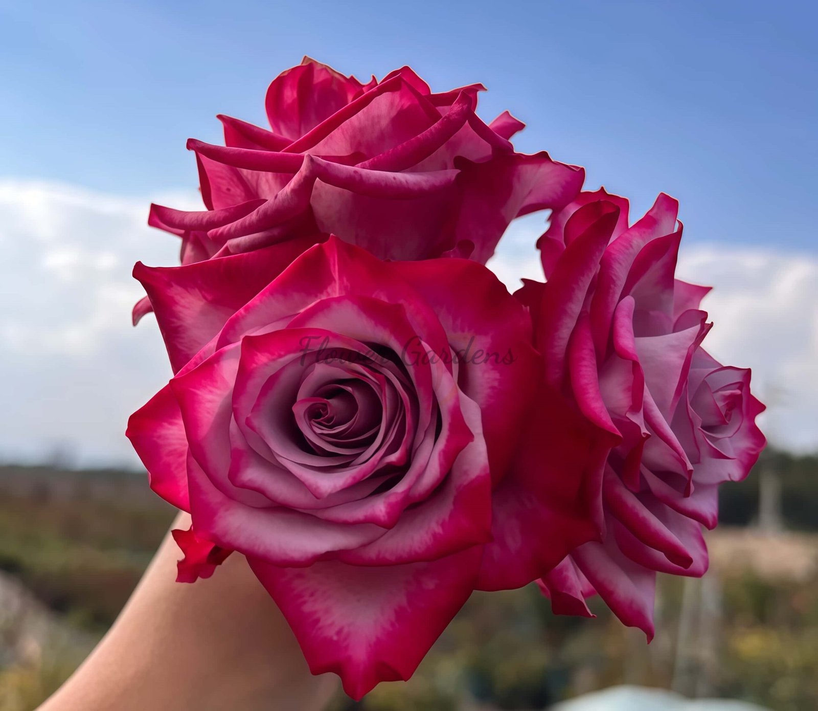 Deep purple Rose Plant|Ecuadorian Rose |超级紫|一片深紫