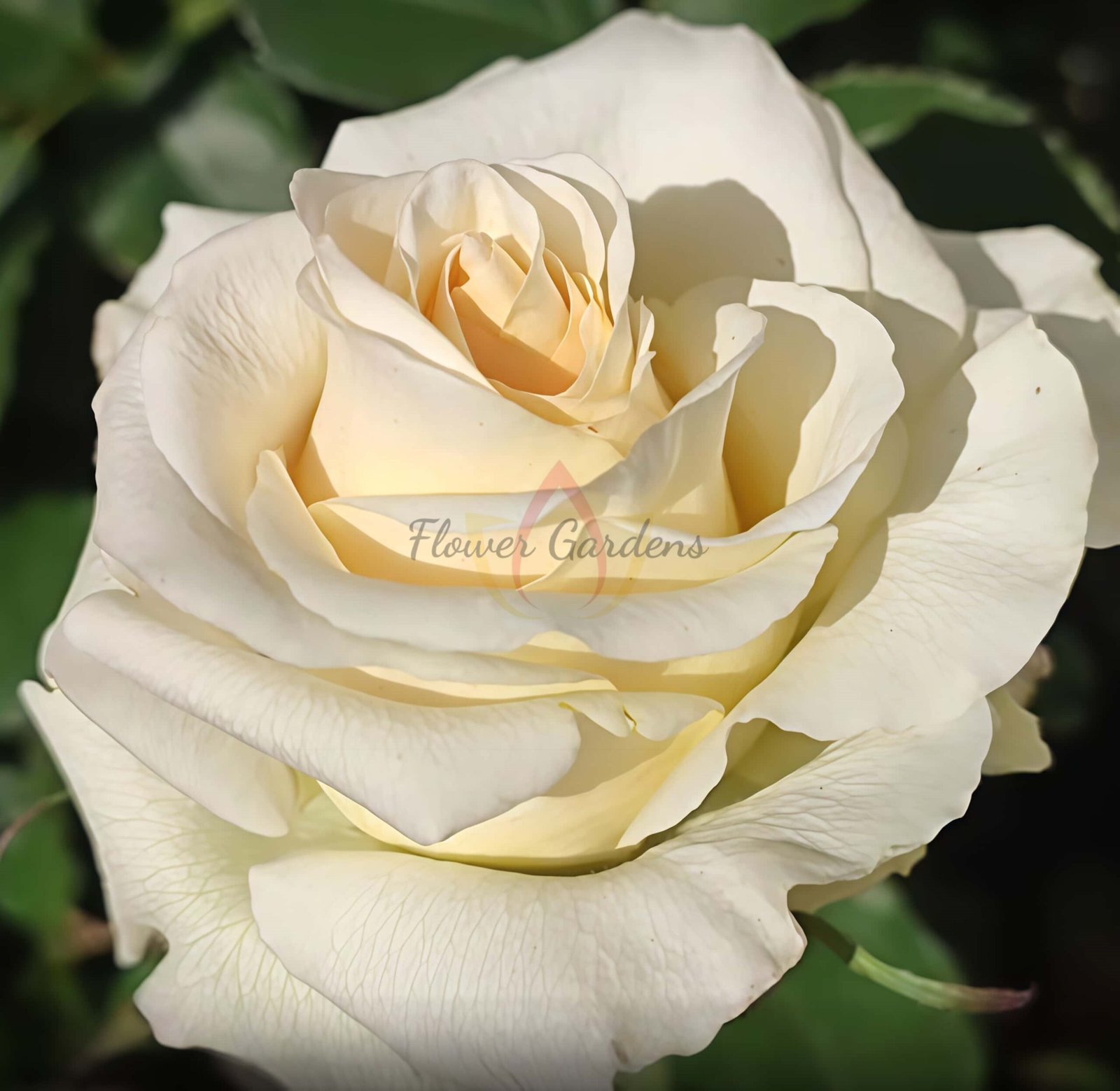 Ghobi Rose Plant|Dutch Rose|戈比
