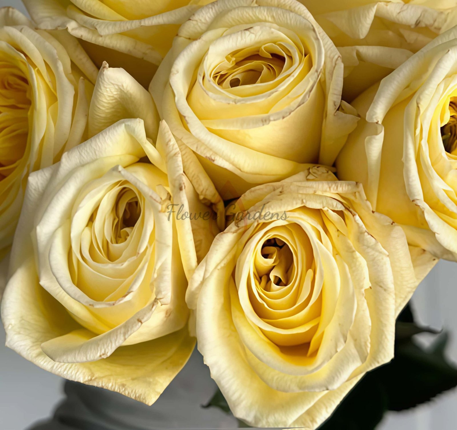 Good Day Sunshine Rose Plant|American Rose|阳光灿烂