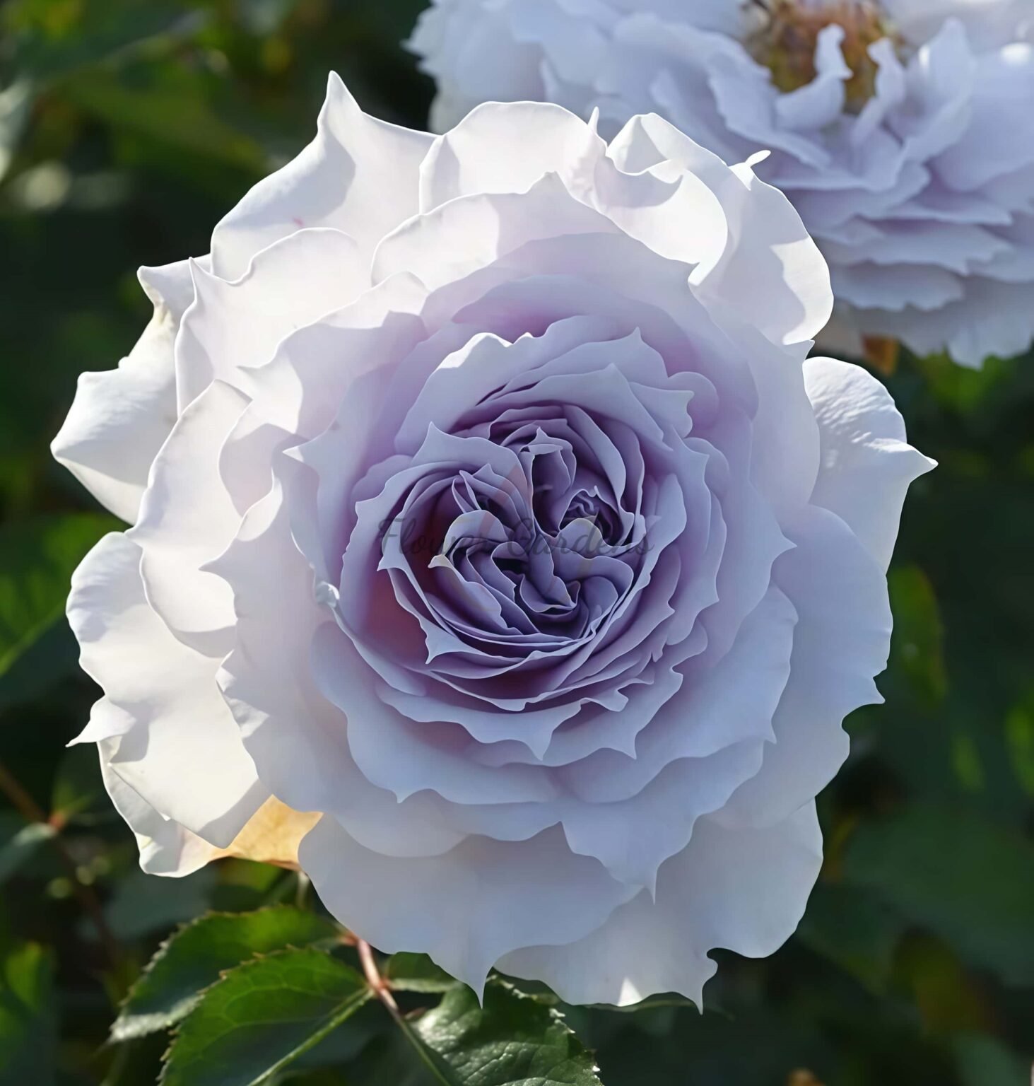Water Sprite Rose Plant|温蒂妮 Rose