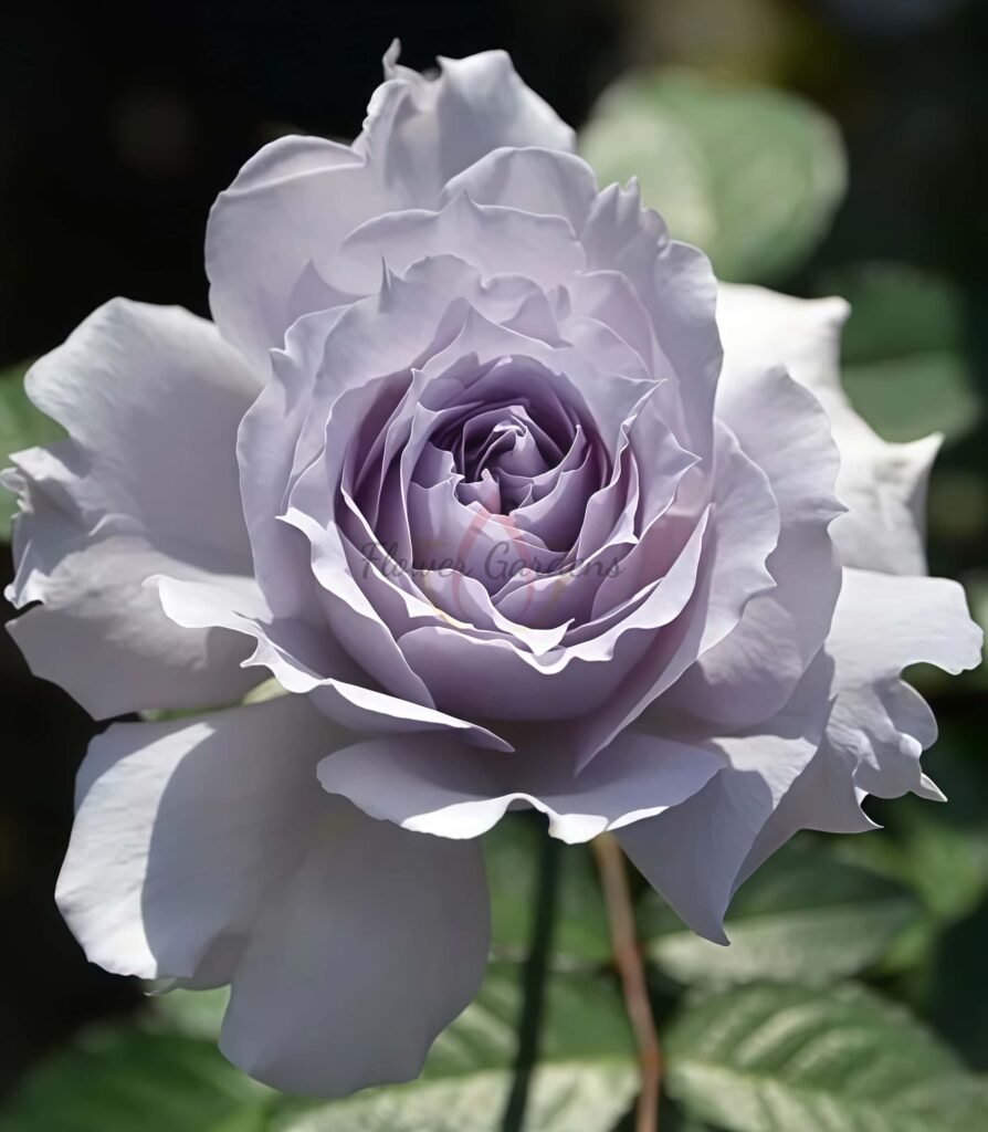 Water Sprite Rose Plant|温蒂妮 Rose