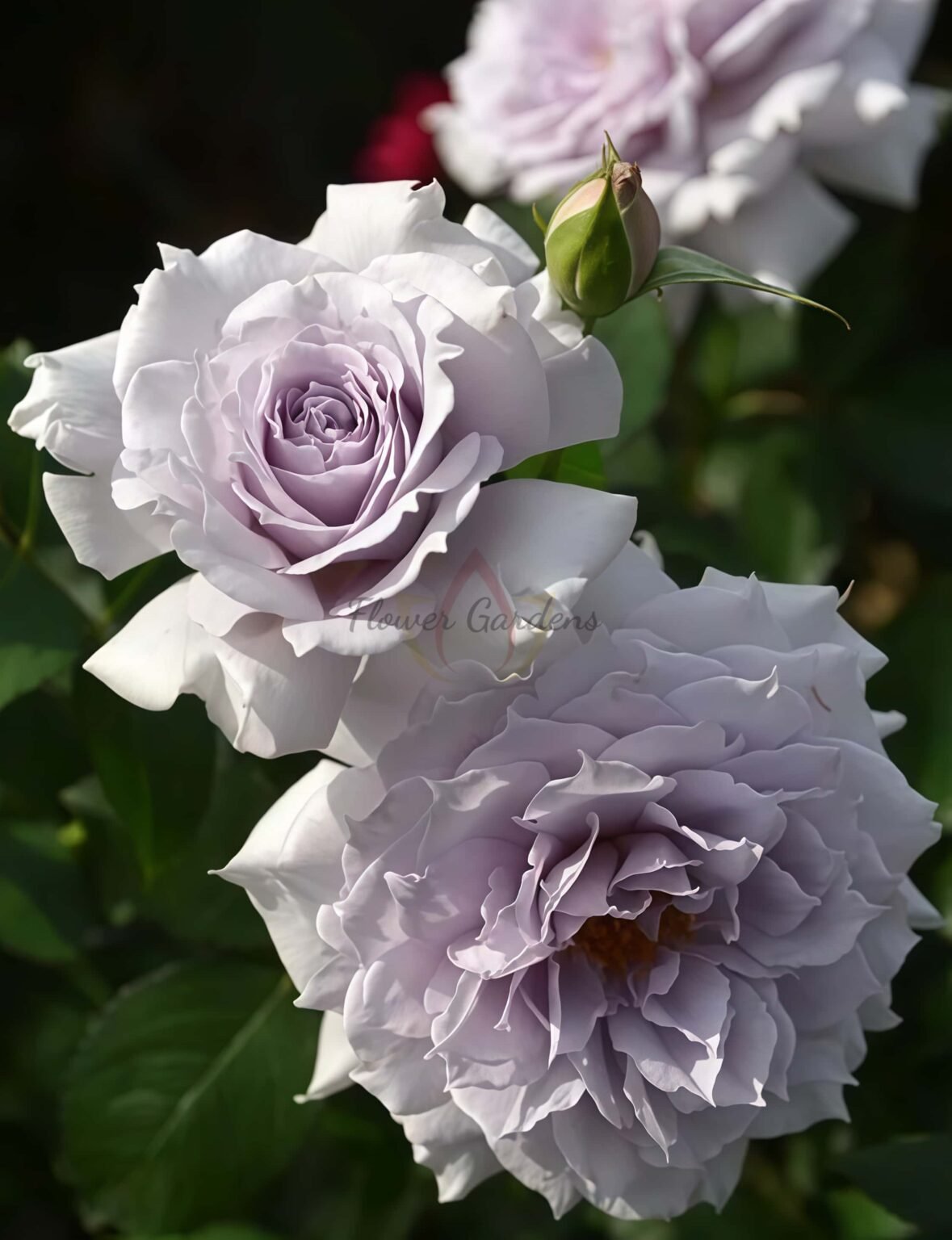 Water Sprite Rose Plant|温蒂妮 Rose