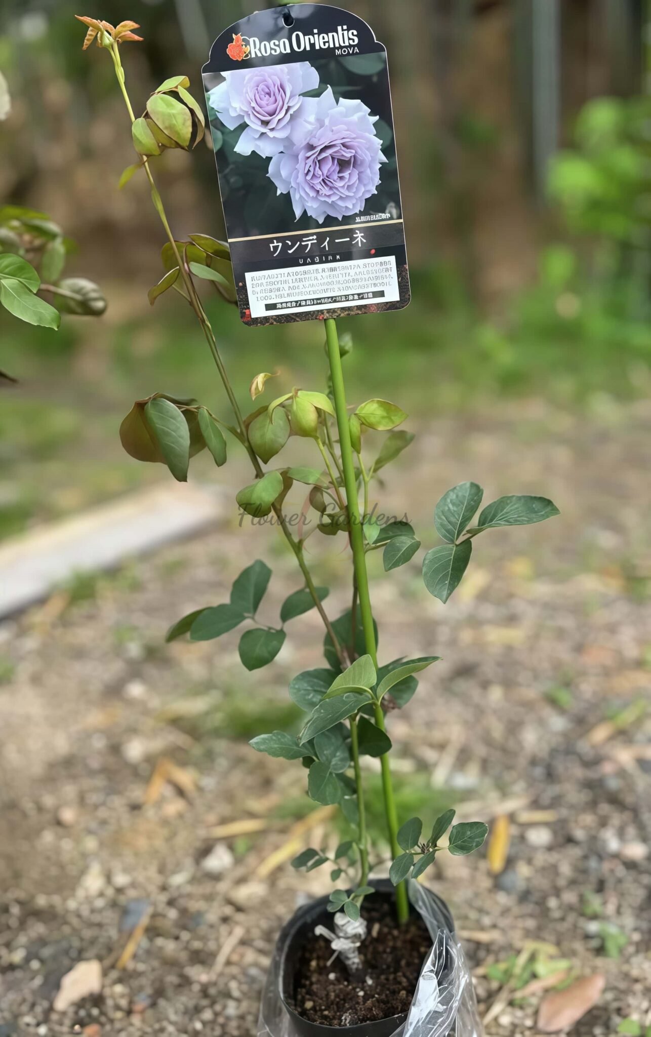 Water Sprite Rose Plant|温蒂妮 Rose