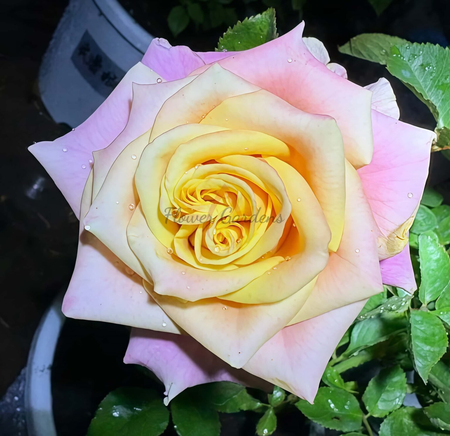 Wild Crown Rose Plant|German Rose|狂野王冠