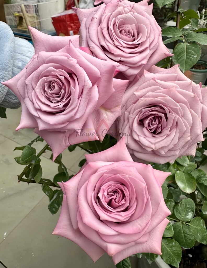 Avant Garde Rose Plant|紫前卫