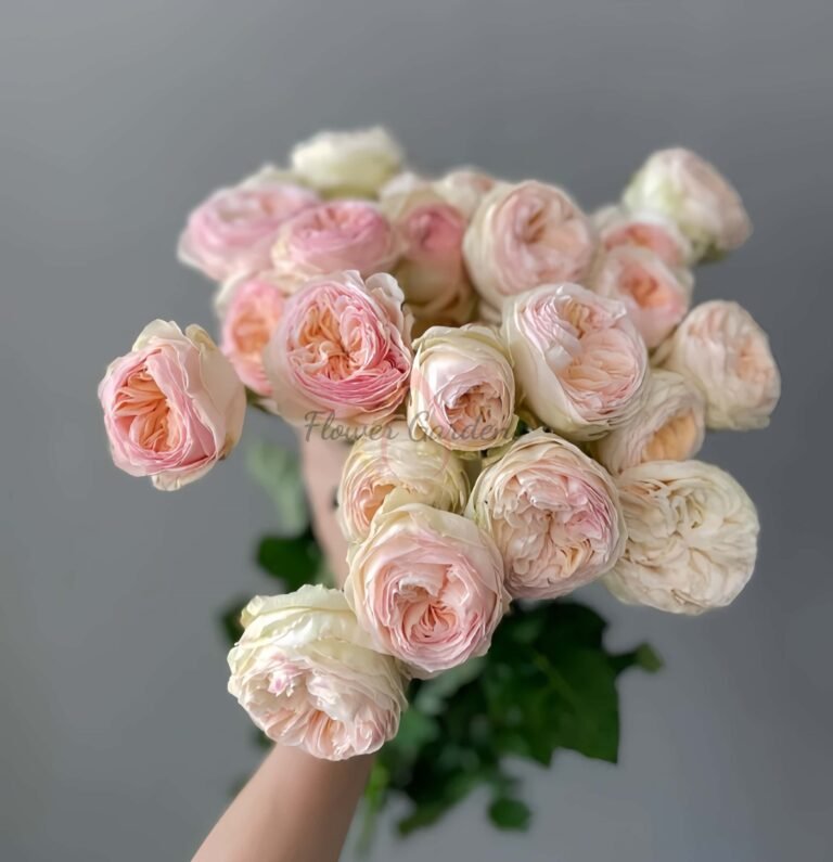 Grandma‘s Finest Romy Rose Plant