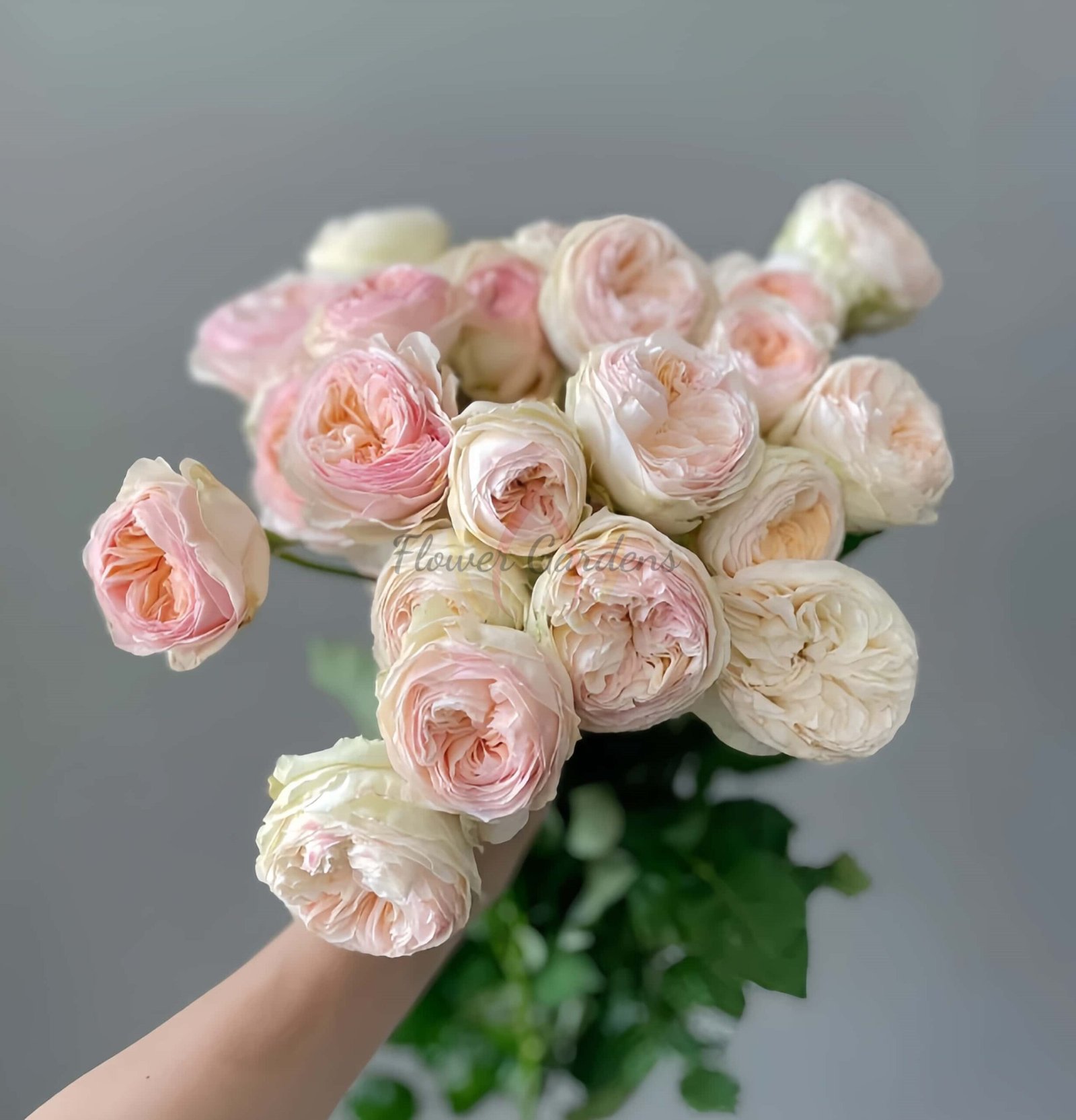 Grandma‘s Finest Romy Rose Plant