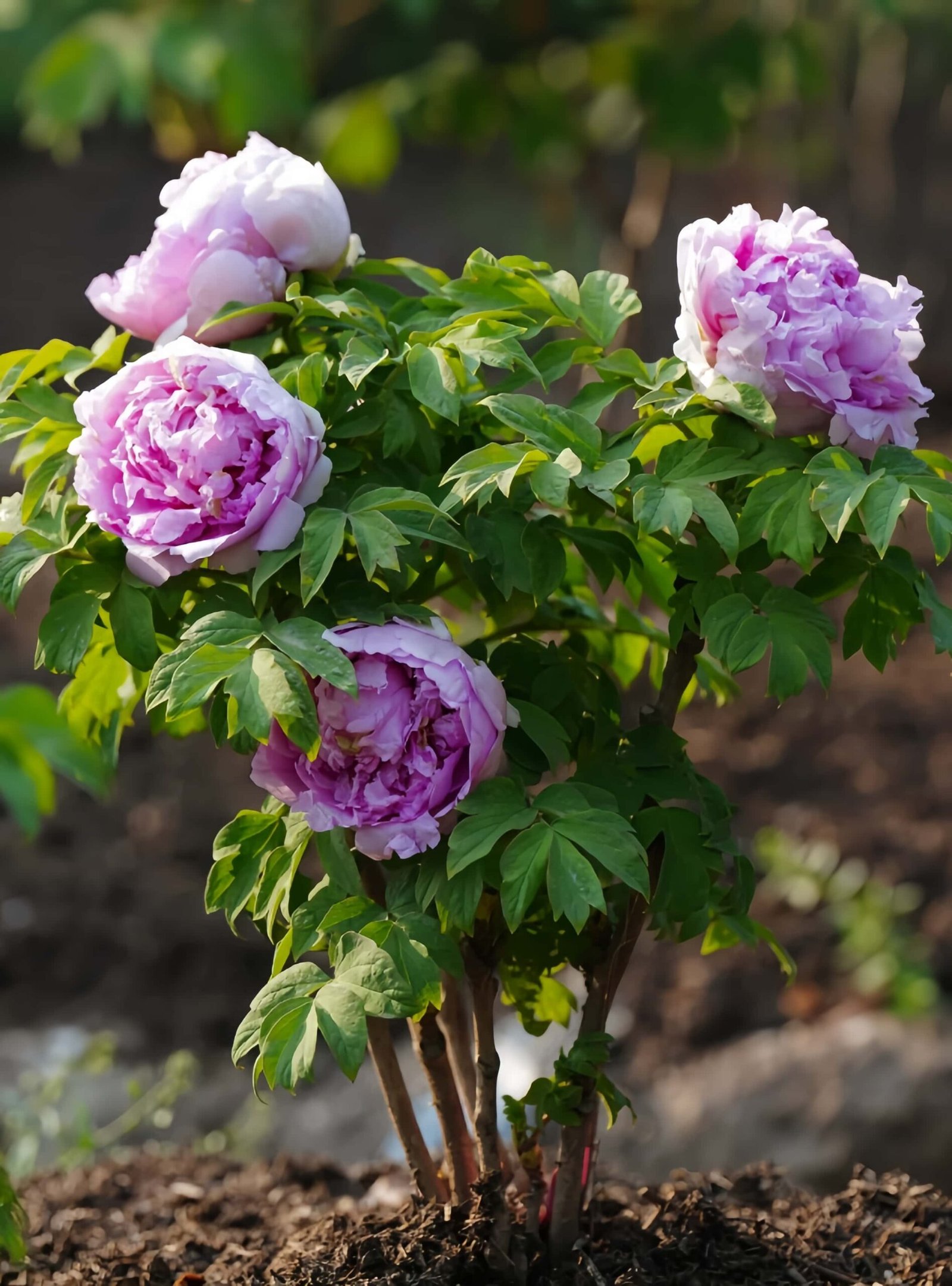 Ling Hua Zhan Lu Peony Plant 菱花湛露丨Tree Peonies - Flower Gardens