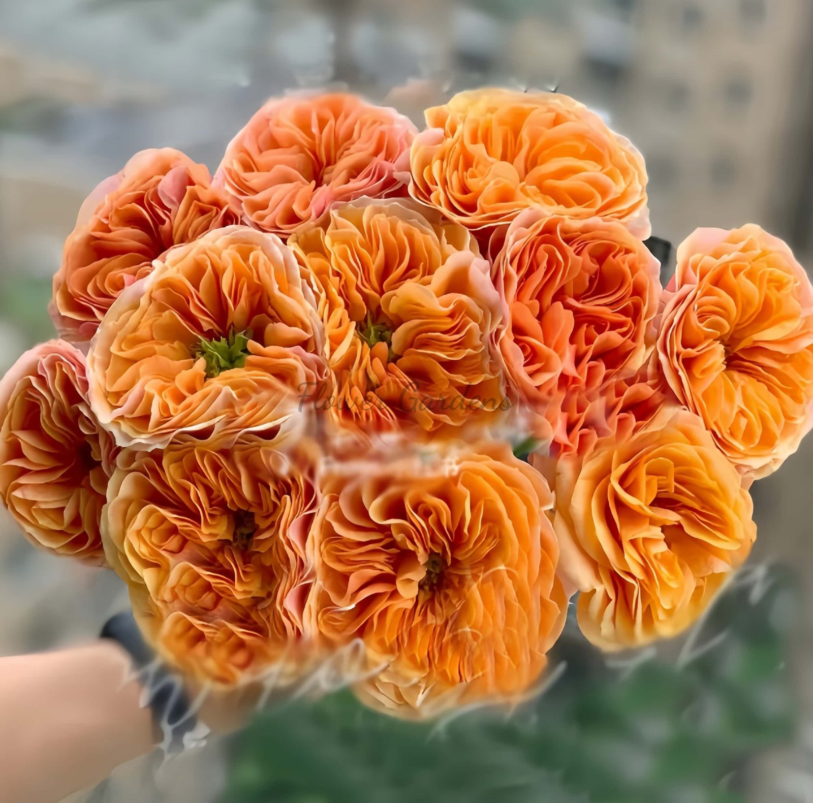 Melon X-Pression Rose Plant|香瓜激情