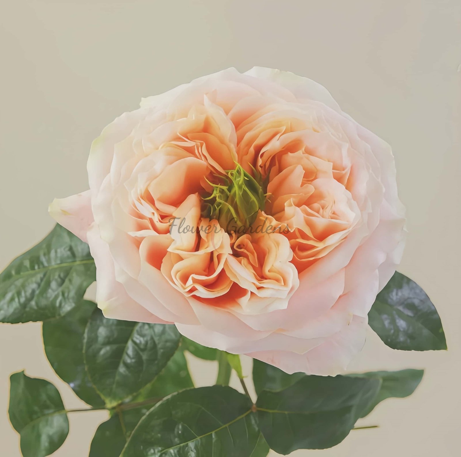 Melon X-Pression Rose Plant|香瓜激情