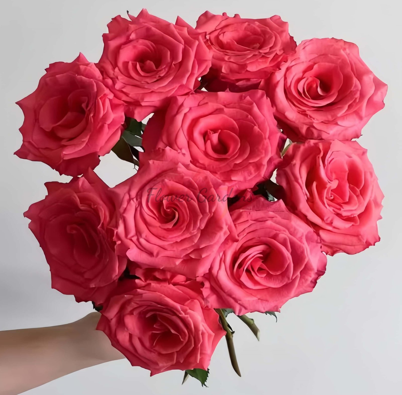 Amsterdam Rose Plant|阿姆斯特丹