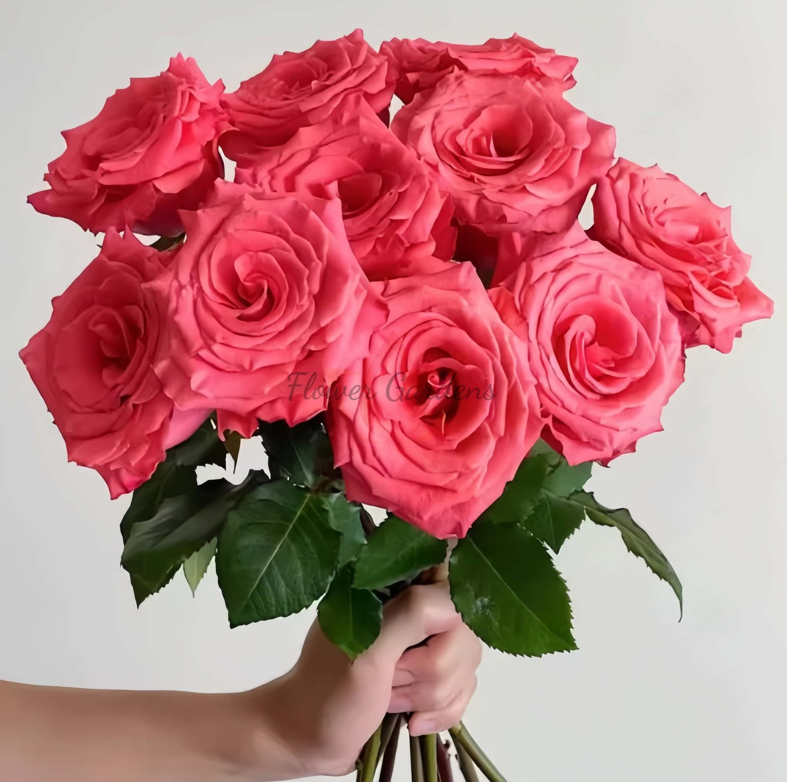 Amsterdam Rose Plant|阿姆斯特丹