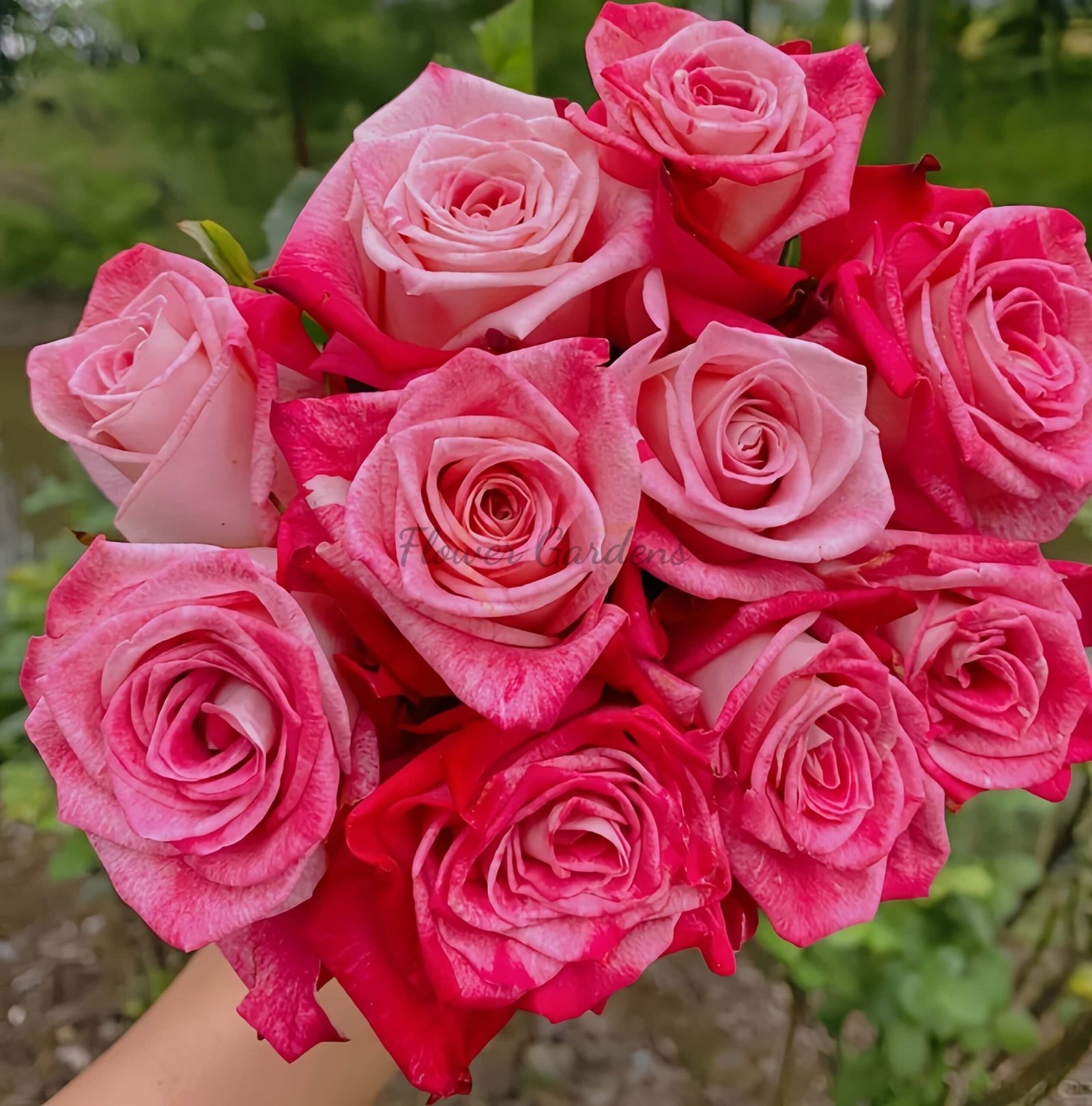 Ascending Rose Plant|扶摇