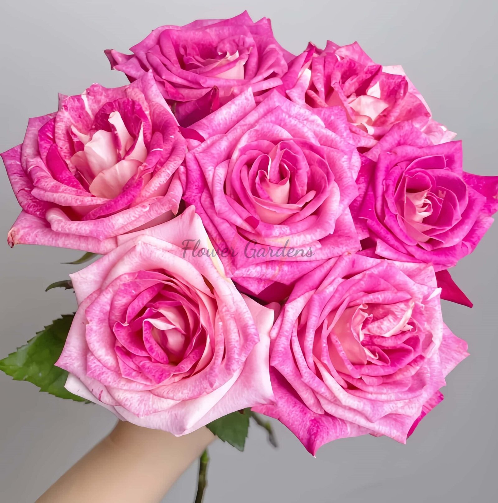 Ascending Rose Plant|扶摇