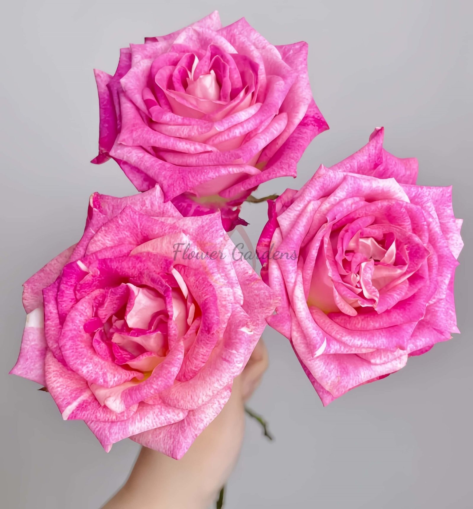 Ascending Rose Plant|扶摇