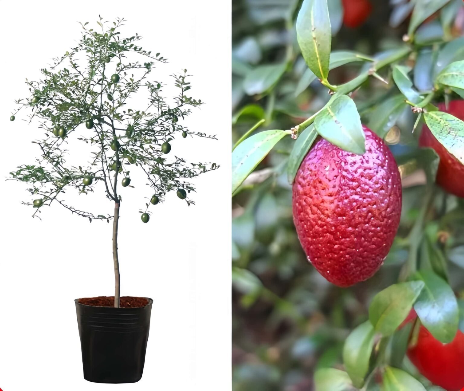 Australian Blood Lime Finger Tree Plant