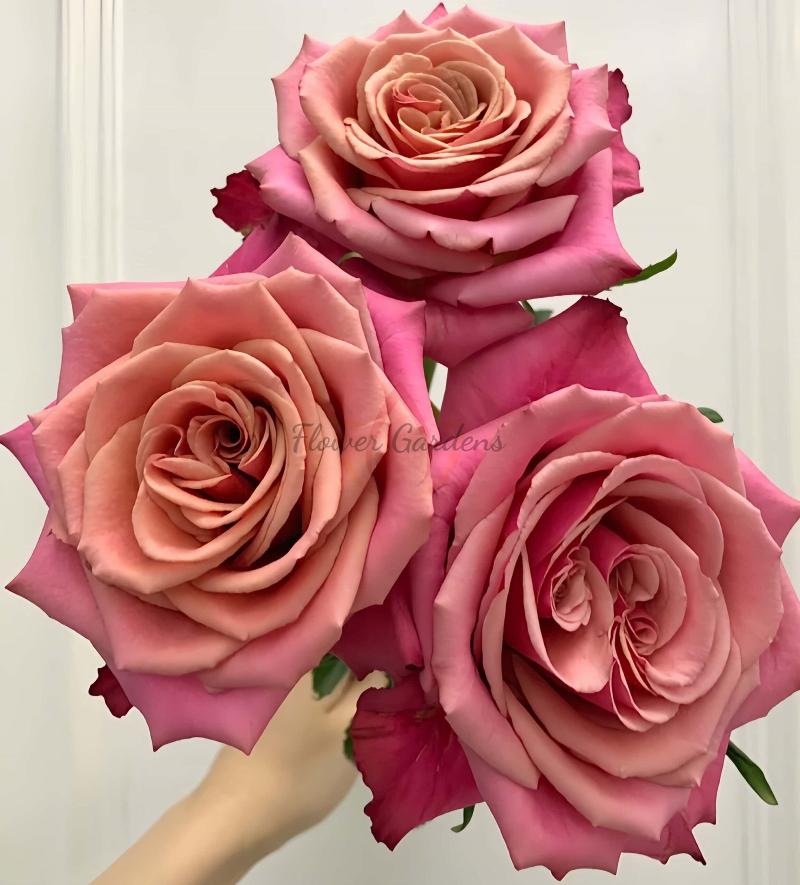 Cold Brew Rose Plant|冰滴咖啡/冷酿 - Flower Gardens