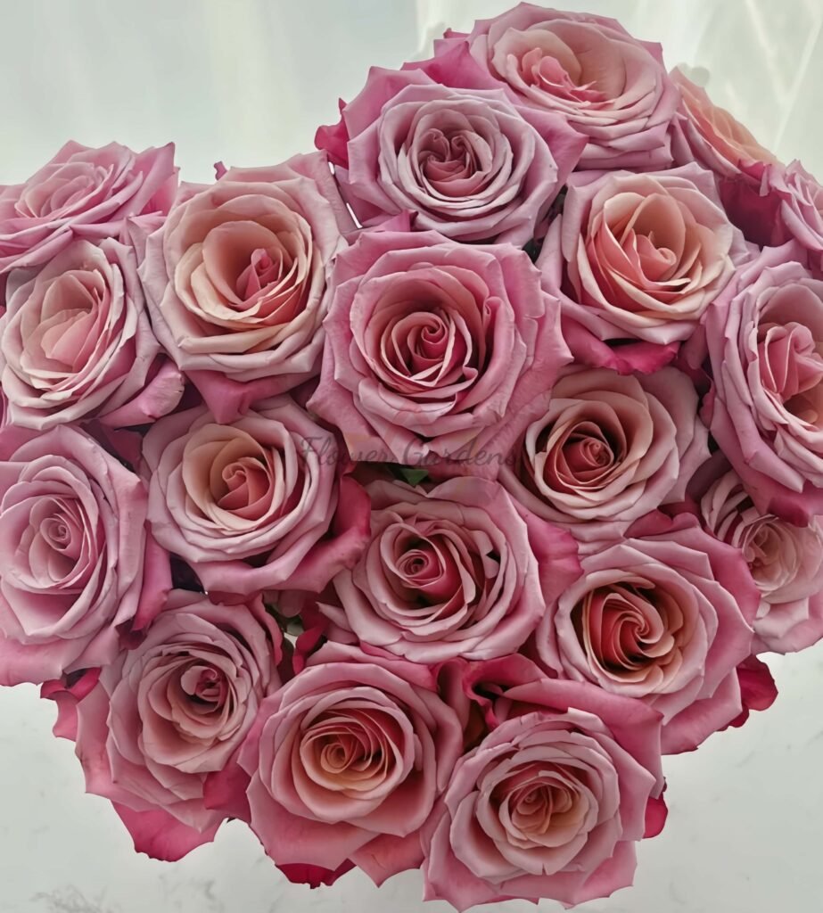 Cold Brew Rose Plant|冰滴咖啡/冷酿