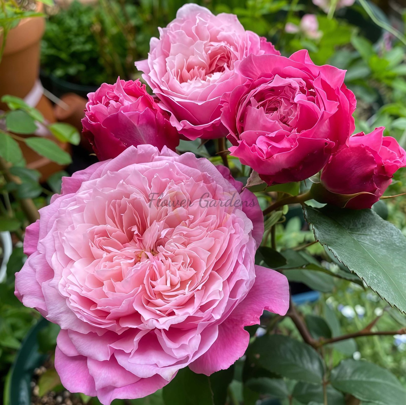 Ehon no Bara Rose Plant|绘本的玫瑰