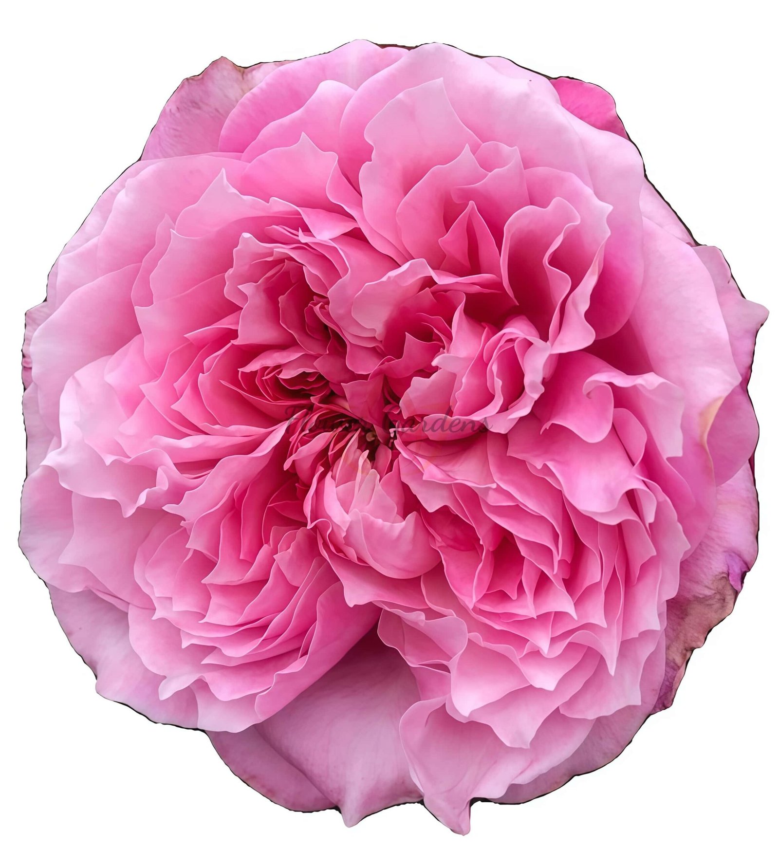 Ehon no Bara Rose Plant|绘本的玫瑰