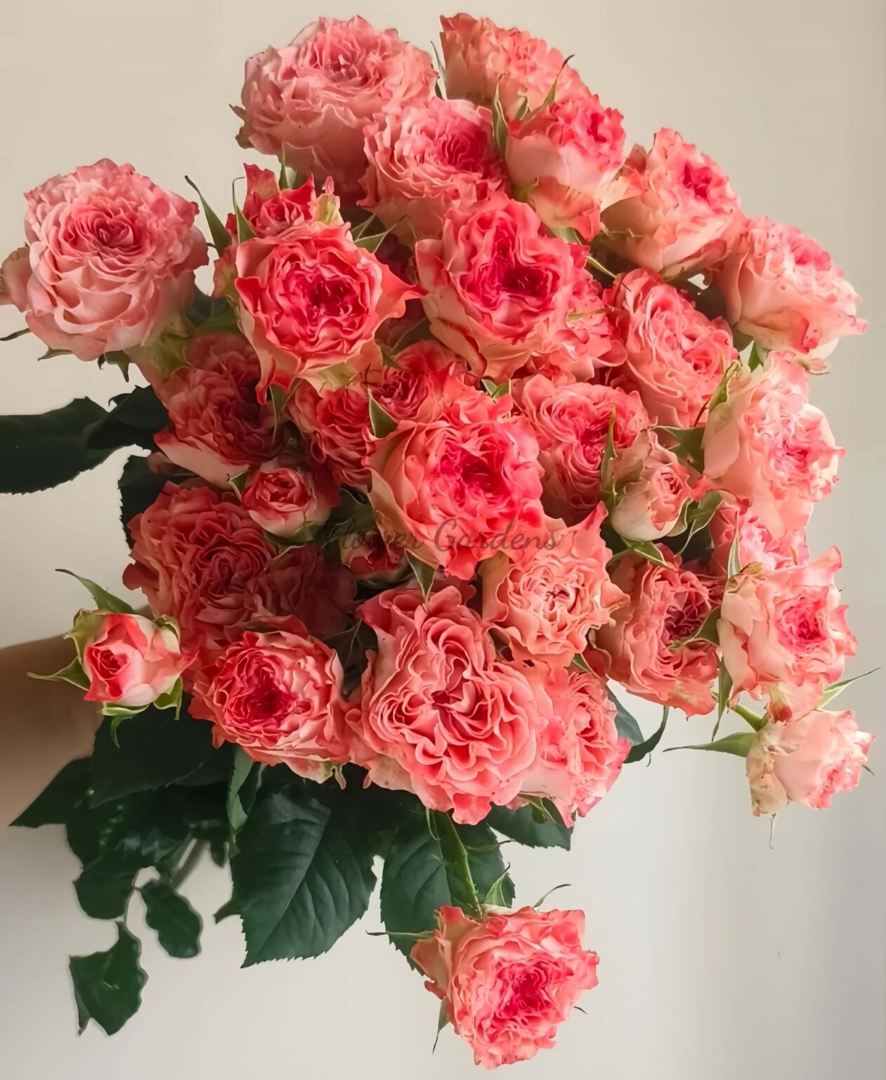 FAlr Flow Rose Plant|小仙女/精灵