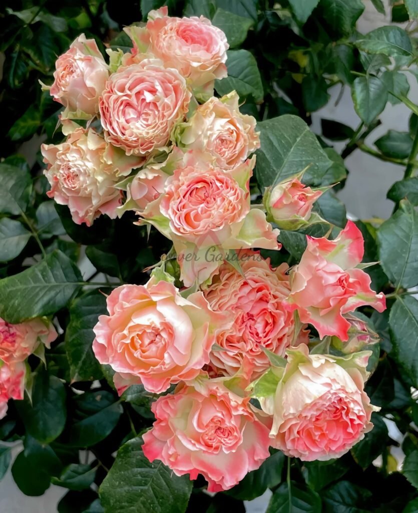 FAlr Flow Rose Plant|小仙女/精灵
