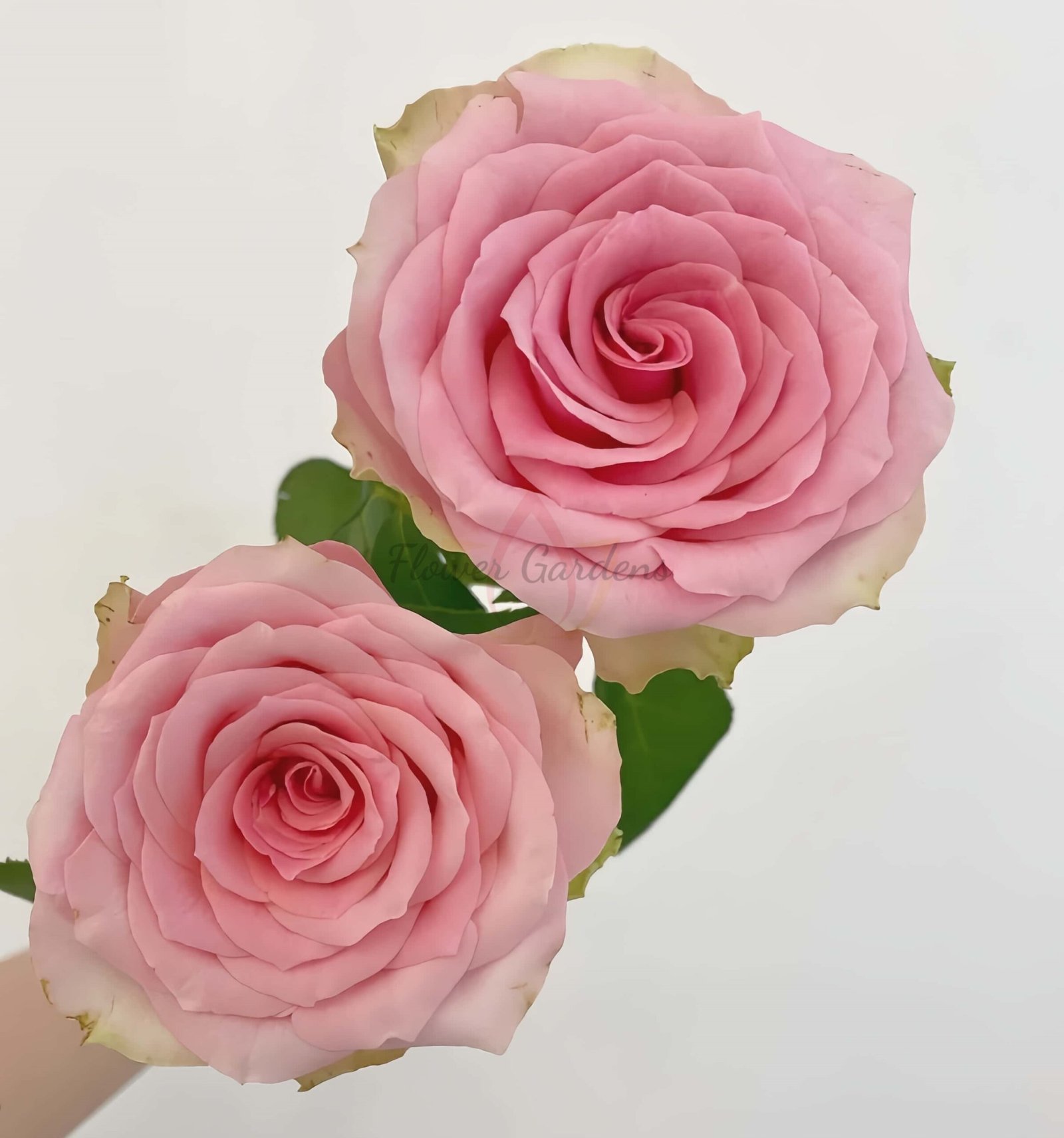 Fascination Rose Plant| 迷恋 - Flower Gardens