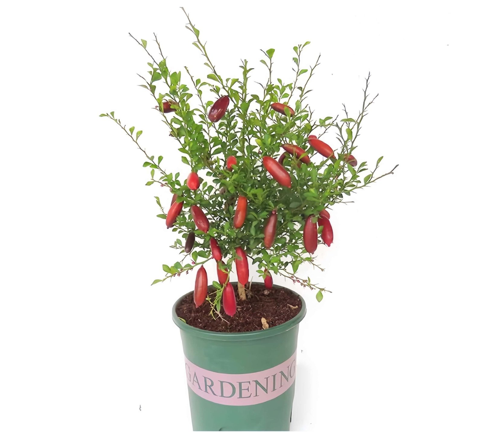 Jali Red Finger Lime Tree Plant